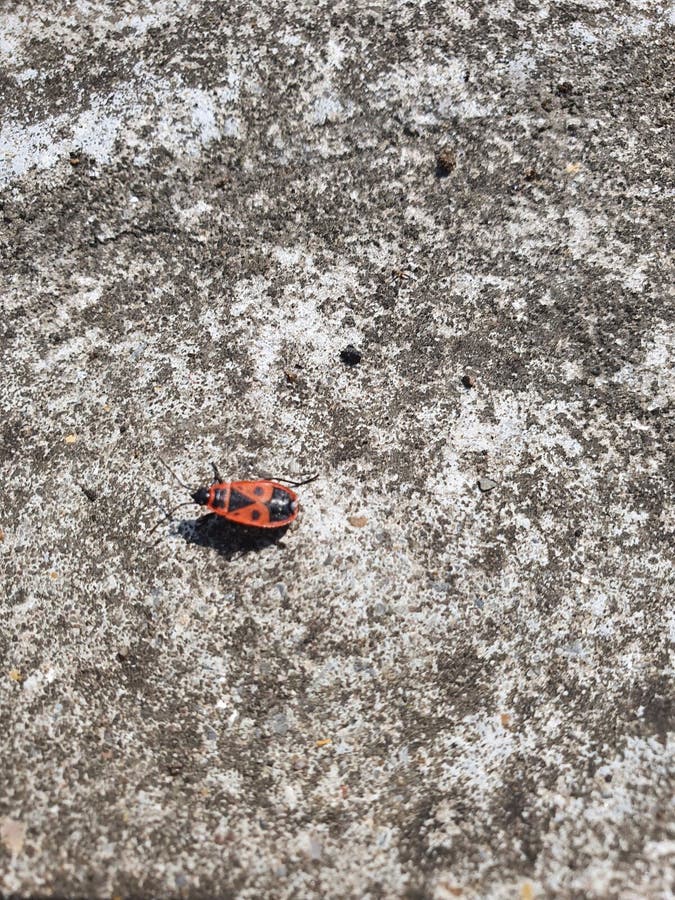 Insect Beatles Colourful Red Black Stock Image - Image of flooring ...