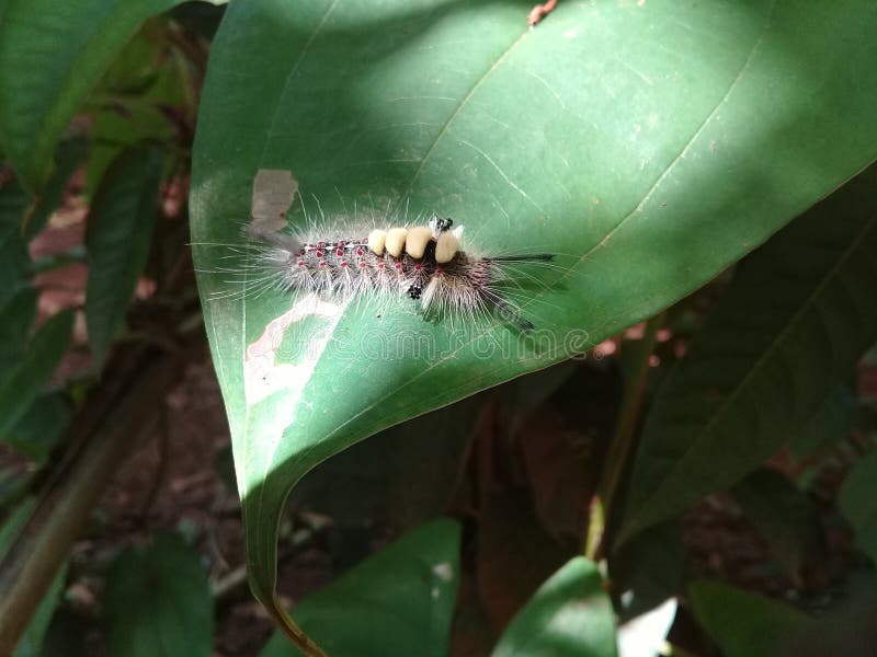 Insect stock image. Image of beautiful, covered, armed - 120305863