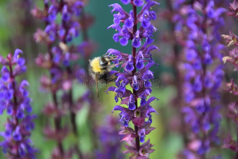 Insect on a Beautiful Flower Stock Photo - Image of salvia, beautiful ...