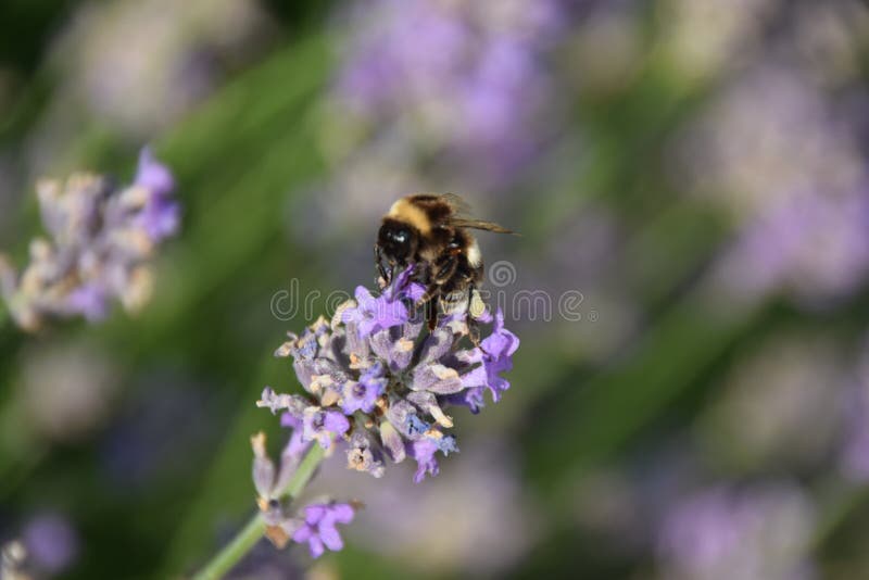 Insect on a Beautiful Flower Stock Photo - Image of lavender, grass ...
