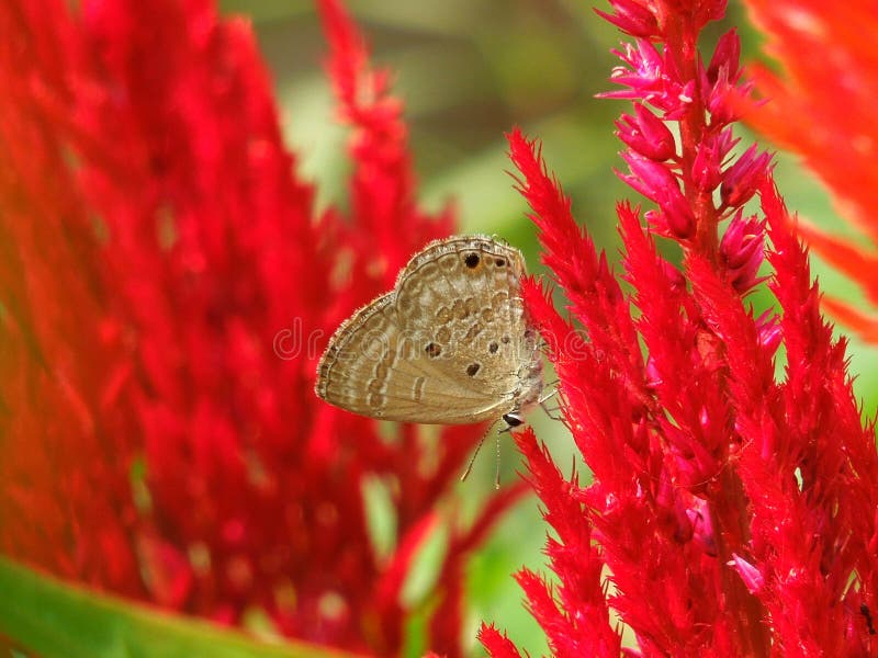 Insect, The beautiful insect flying on the gardens in