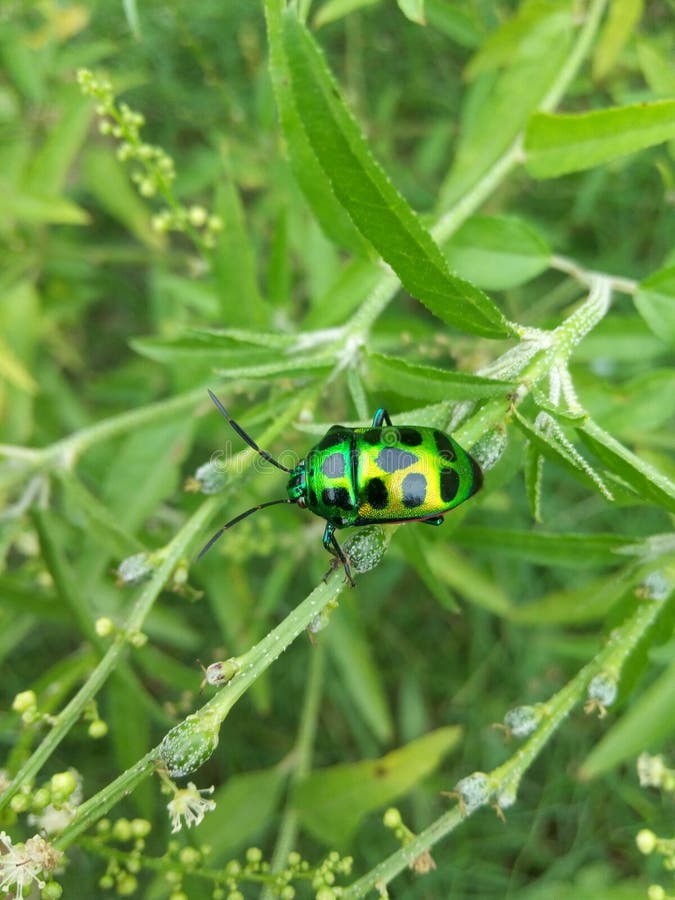 Insect stock photo. Image of beautiful, small, insect - 73078716