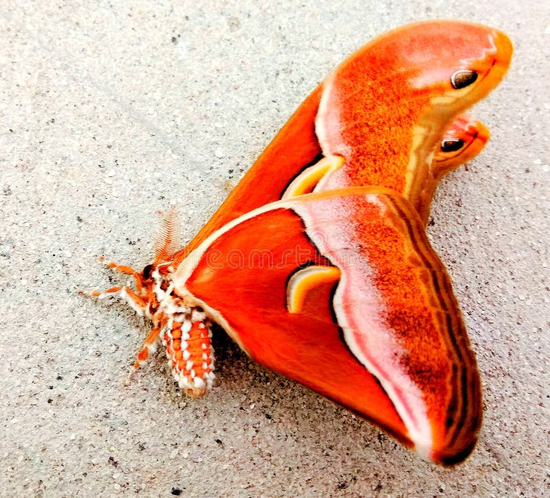 Insect beauty stock image. Image of insect, butterflyi - 98277677