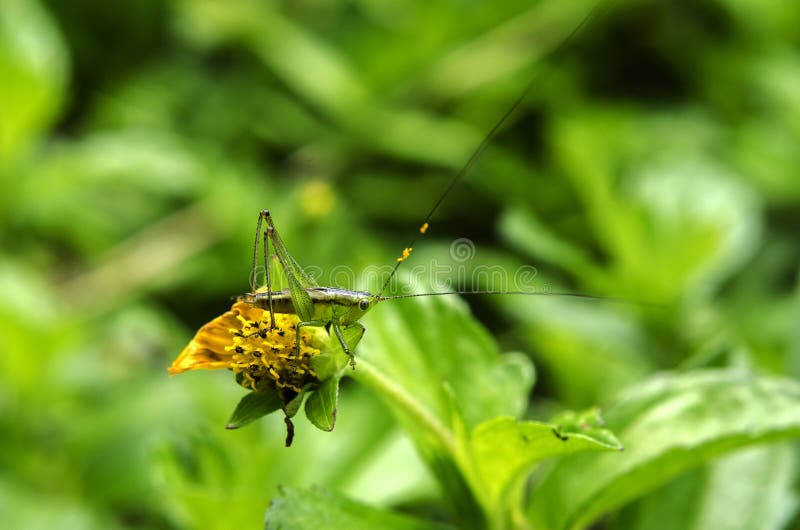 Insect stock image. Image of gorgeous, flowers, java - 86274259