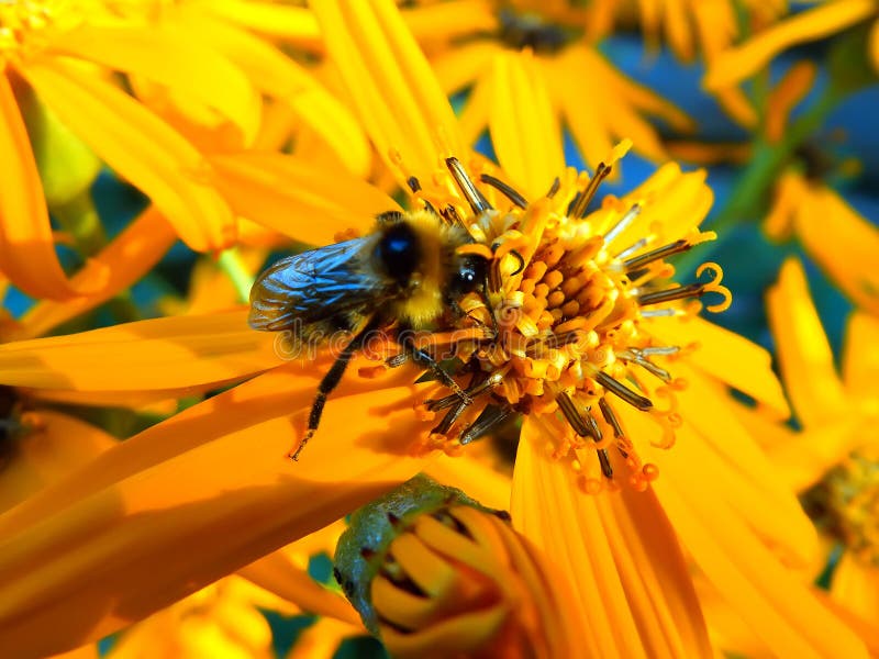 Insect Bee on Bright Yellow Flower Stock Image - Image of brightly ...