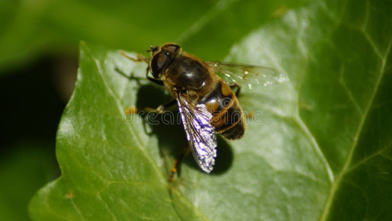 Insect, Bee, Honey Bee, Fly Picture. Image: 136624646