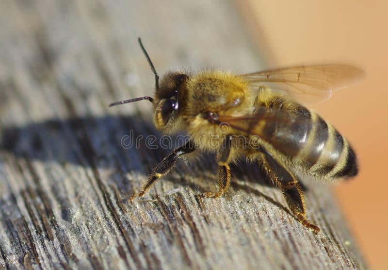 Insect, Bee, Honey Bee, Invertebrate Picture. Image: 107946401