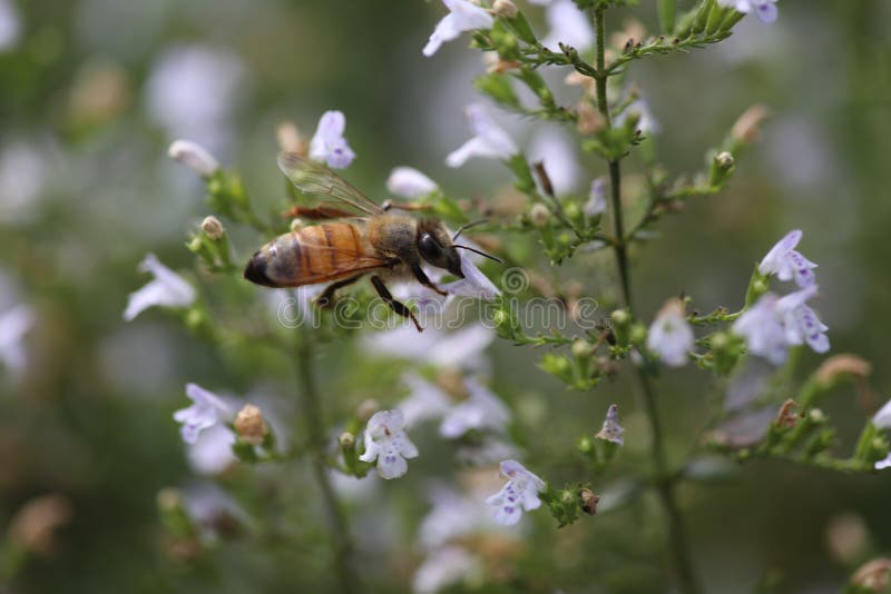 Insect, Bee, Honey Bee, Membrane Winged Insect Picture. Image: 118242424
