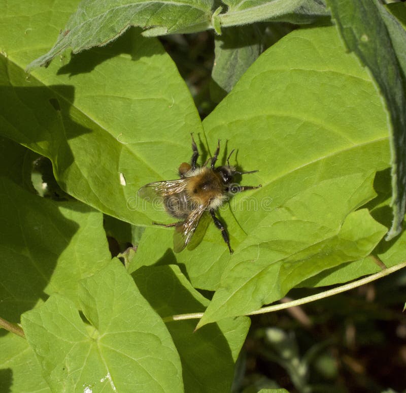 Insect, Bee, Membrane Winged Insect, Invertebrate Picture. Image: 134005292