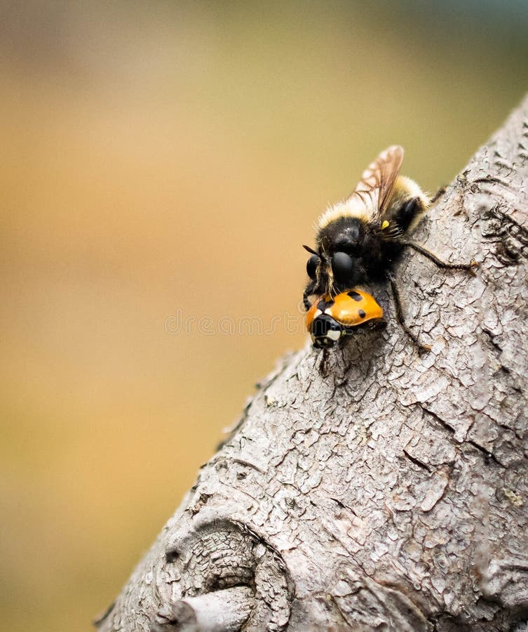 Insect, Bee, Membrane Winged Insect, Invertebrate Picture. Image: 90081842