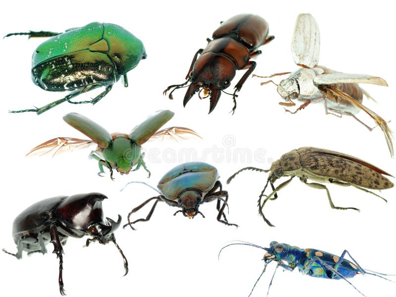 Insect Beetle Collection Set Stock Image - Image of rhino, stag: 17902169