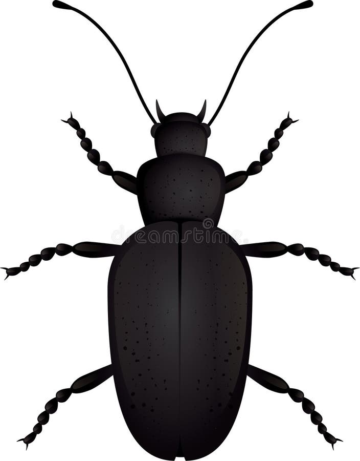 Antennas Insect Stock Illustrations – 497 Antennas Insect Stock ...