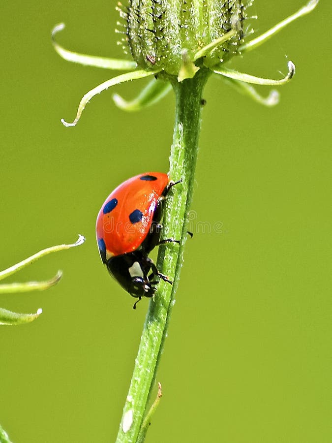 Insect, Beetle, Ladybird, Macro Photography Picture. Image: 100775750