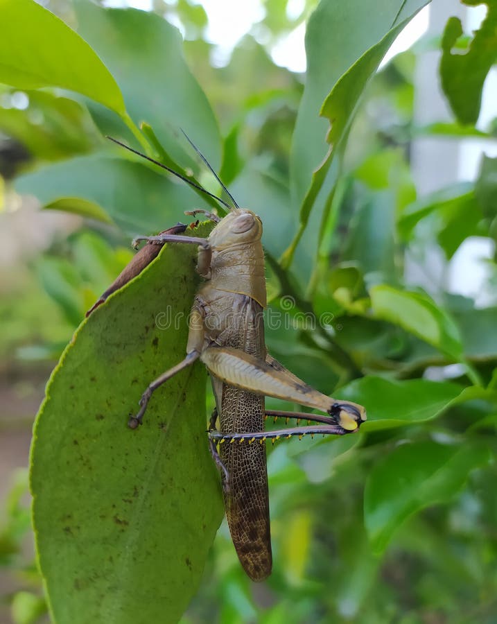 Insect Beetle, Malang, Indonesia Stock Image - Image of branch, animal ...