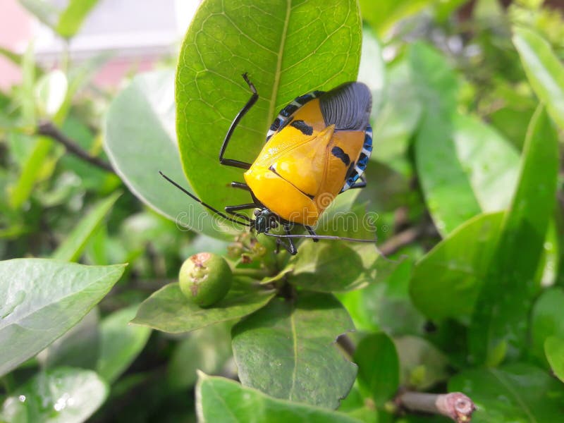 An Insect or Beetle that Shapes a Human Head. Stock Image - Image of ...