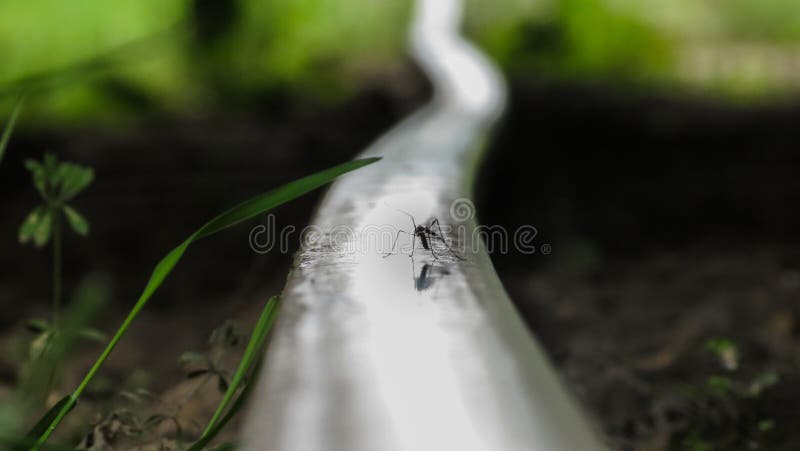 A Insect on a Bended Train Track Stock Photo - Image of yard, nuts ...