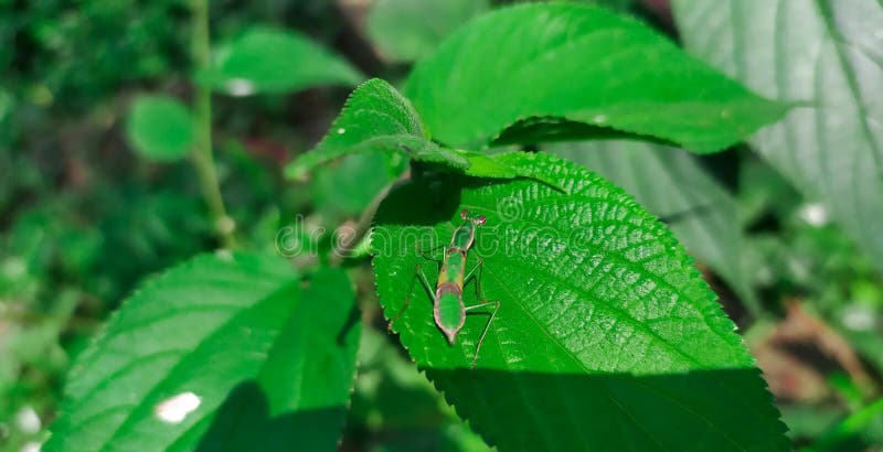 Insect Bettle Creatures Creature Stock Photo - Image of crea, insect ...