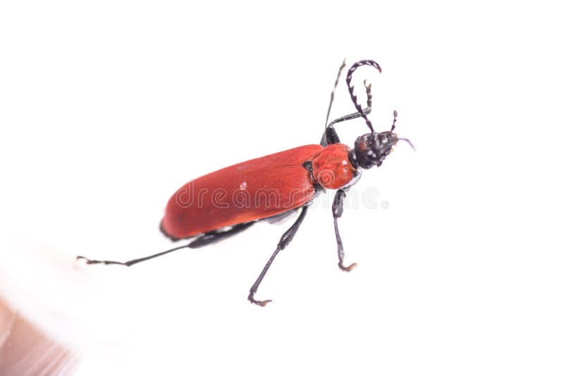 Insect with Black Mustache on a White Background Stock Image - Image of ...