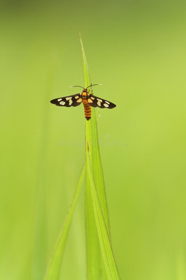 Insect on a blade of grass stock photo. Image of isolated - 14790998