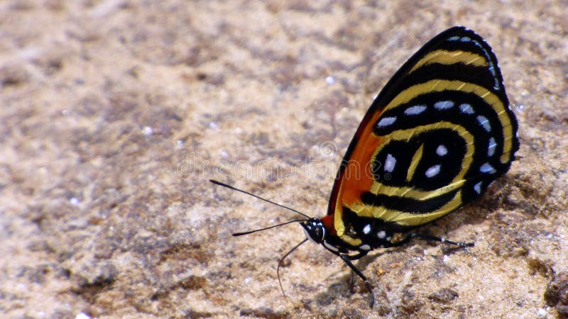 Insect In Bolivia, South America. Stock Photo - Image of balance, land ...