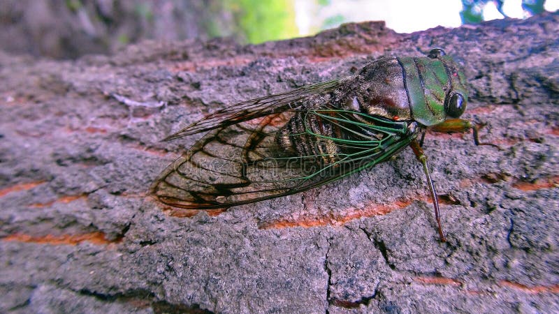 Cigale Cicada Alive Insect Close-up on the Tree, Symbol of Provence and ...
