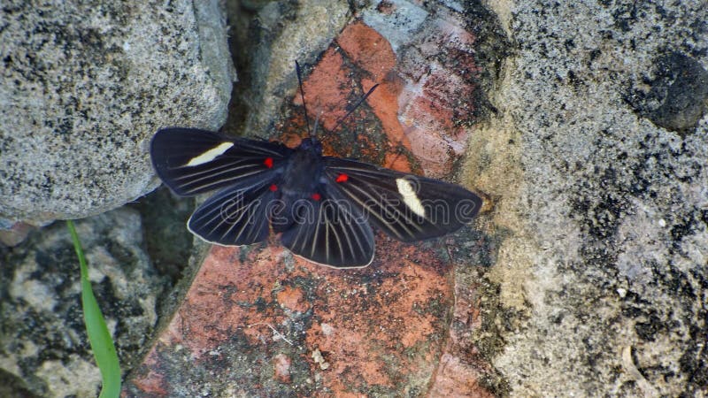 Insect in Bolivia, South America. Stock Image - Image of america ...