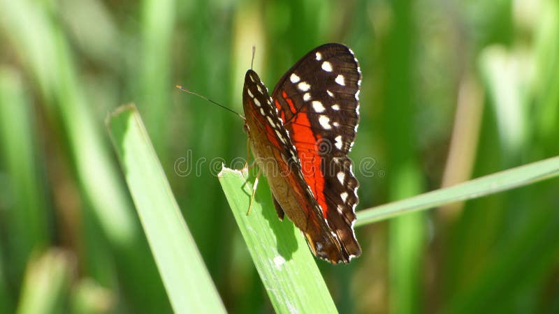 Insect in Bolivia, South America. Stock Photo - Image of insect ...