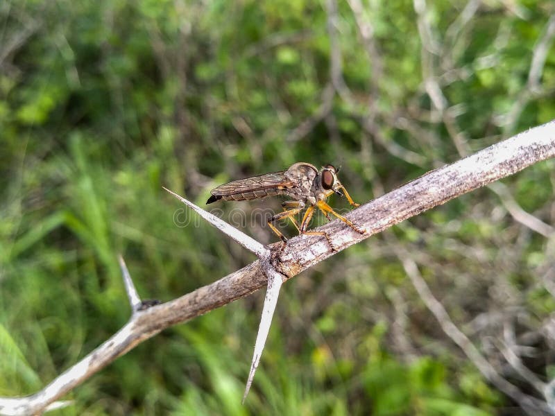 Insect on branch stock photo. Image of yellow, branch - 203424800