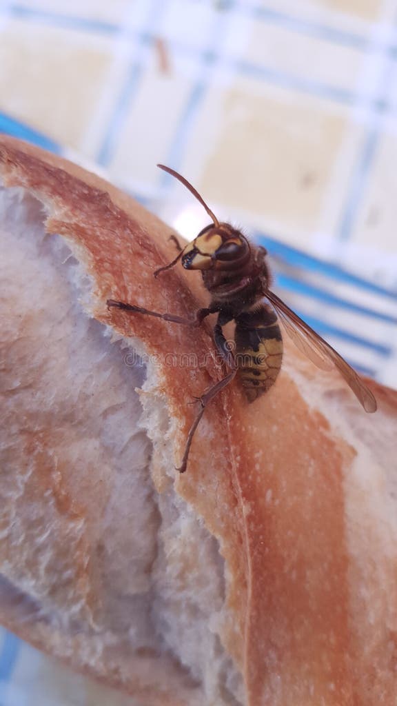 Insect and bread stock photo. Image of dessert, pest - 204189738