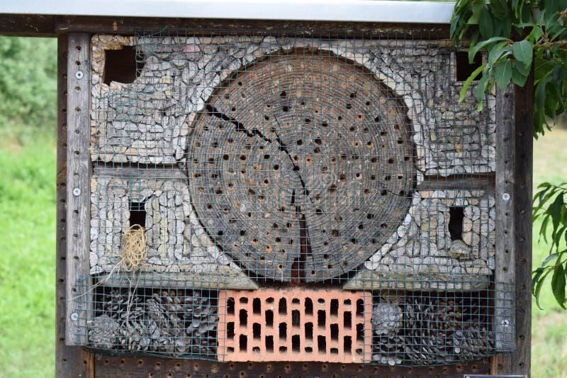 Insect breeding area stock image. Image of relief, life - 283282481