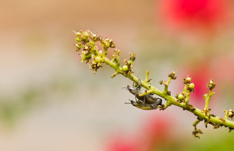 Insect breeding process stock photo. Image of leaf, insect - 177938464