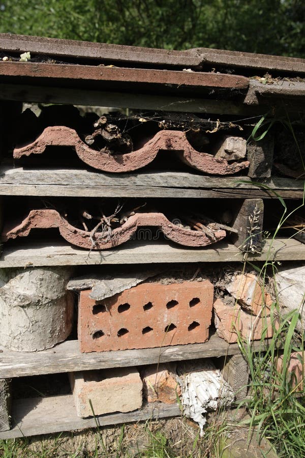 Insect breeding process stock photo. Image of leaf, insect - 177938464