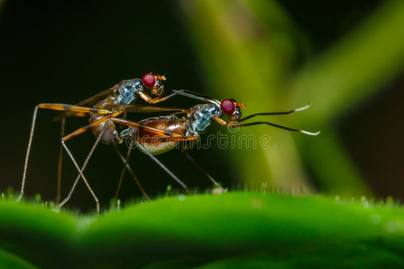 Insect are Breeding on the Leaves,Insect, Breeding. Stock Photo - Image ...
