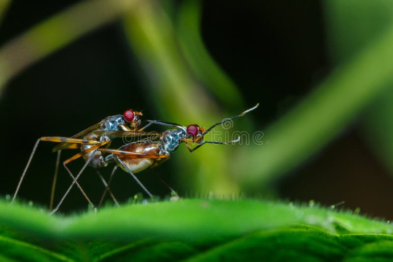 Insect are Breeding on the Leaves,Insect, Breeding. Stock Photo - Image ...