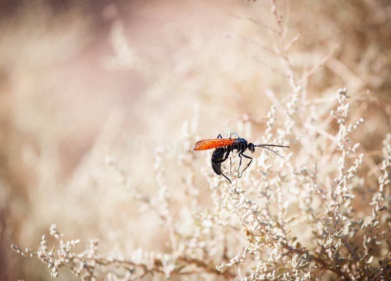 Insect with Bright Orange Wings Stock Photo - Image of bright, detail ...