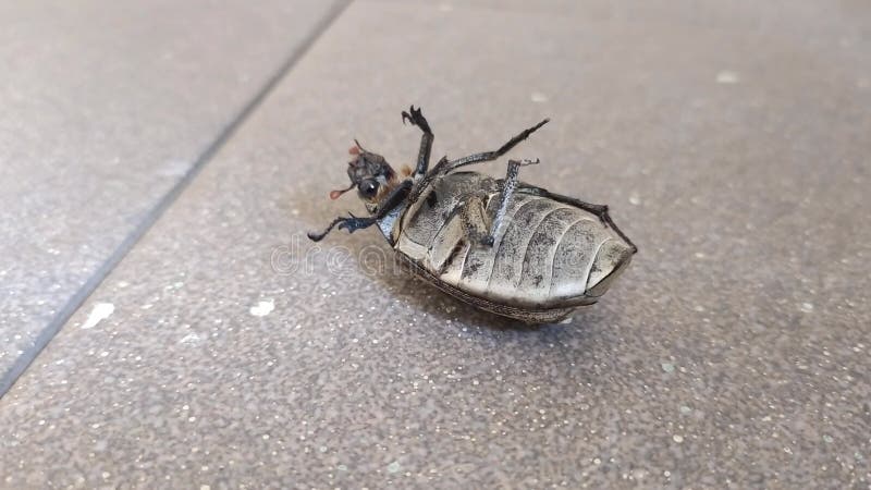 The Insect Bug are Upside Down Trying To Wake Stock Footage - Video of ...