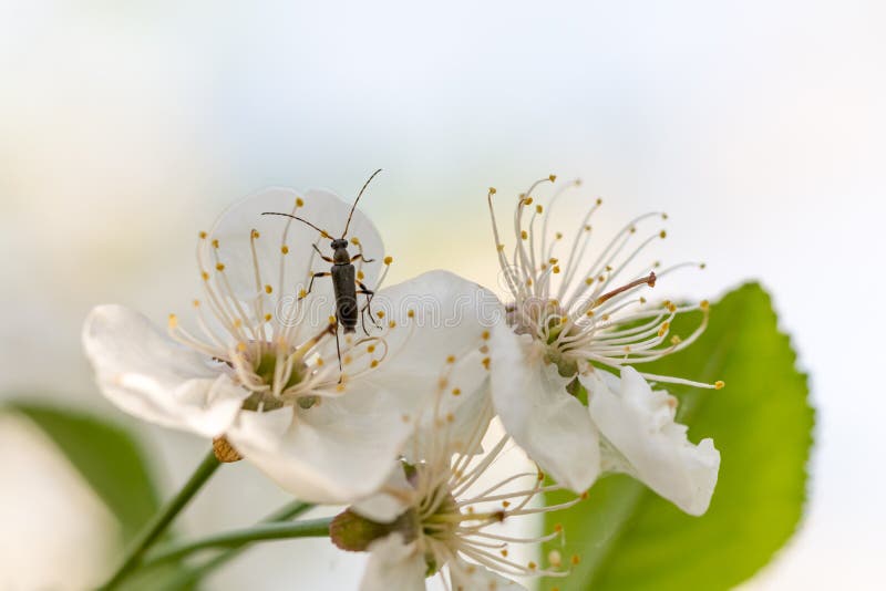 Insect Bug on the Cherry Flower Stock Photo - Image of branch, leaf ...