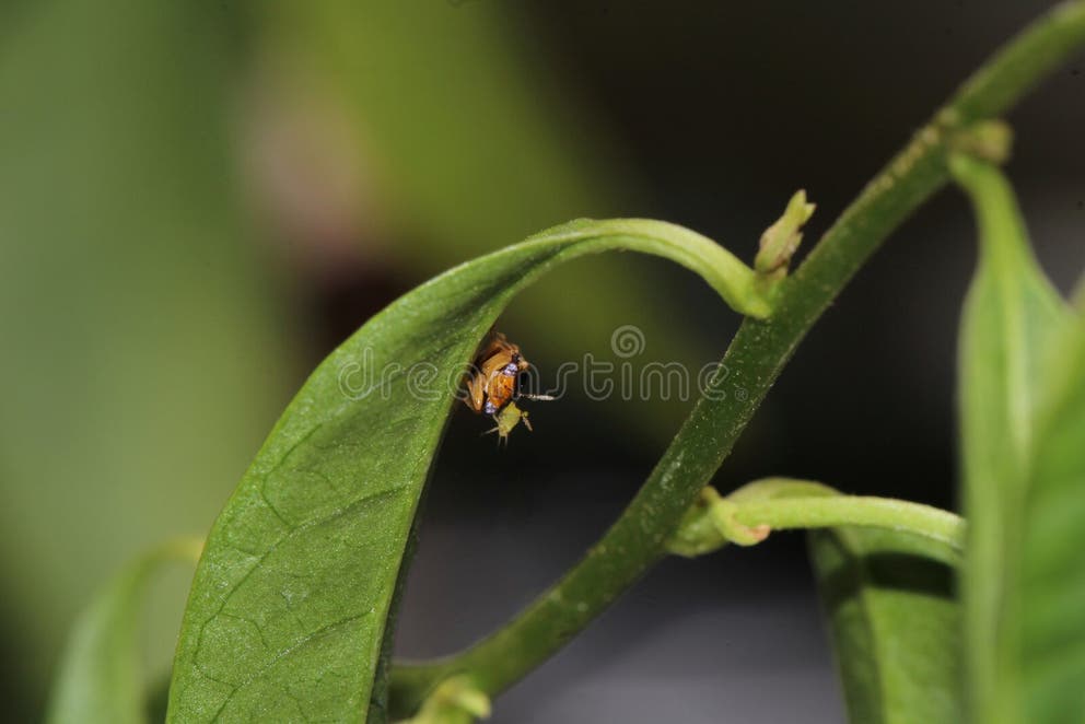 Insect Bug Eating Another Little Insect Bug on the Plant Stock Photo ...