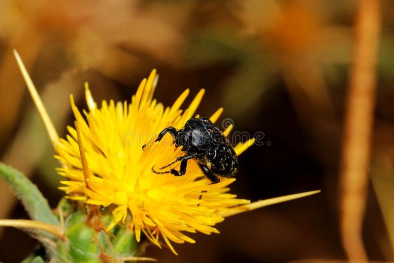 Insect Bug Eating on a Yellow Flower Stock Image - Image of flower ...