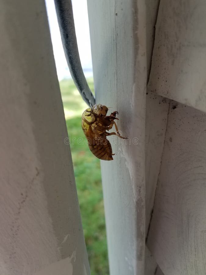 Bug gown stock photo. Image of leave, gown, wall, insect - 101213034