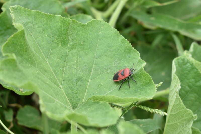 Insect or Bug on a Green Leaf Stock Photo - Image of color, green ...