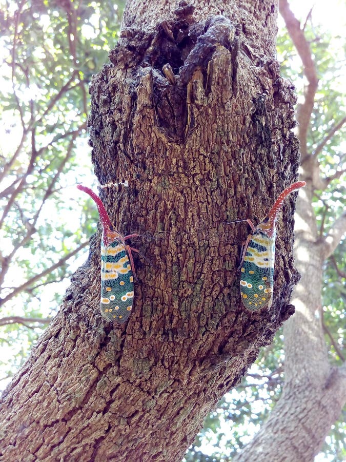 Insect Bug Lanternfly Pyrops Candelaria Colour Insect on Tree Fruit ...