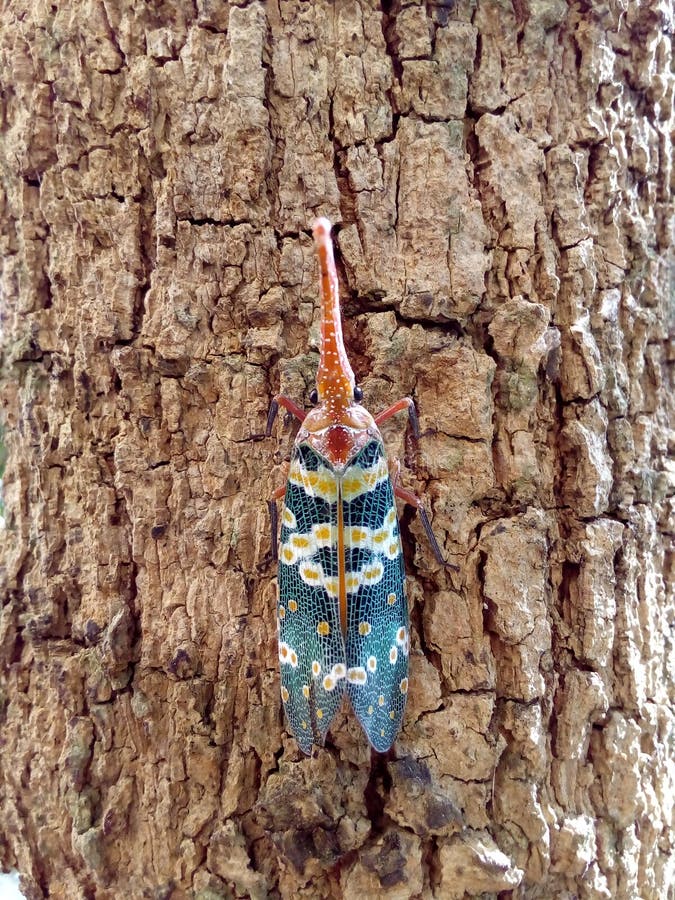 Insect Bug Lanternfly Pyrops Candelaria Insect on Tree Fruit Stock ...