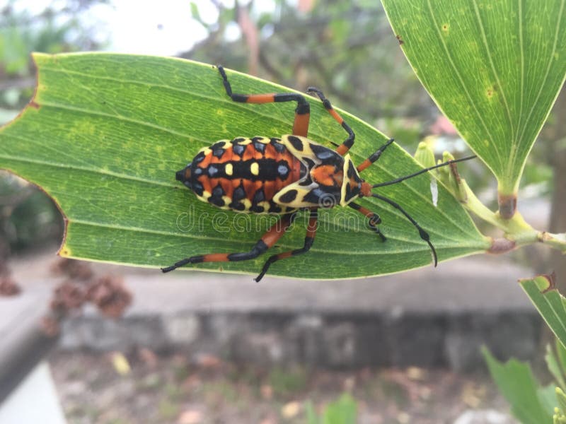 Insect, bug vibrant colors stock photo. Image of beetle - 178591140