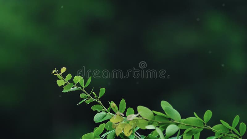 Insect buzzing in the air. stock video. Video of nature - 350262841