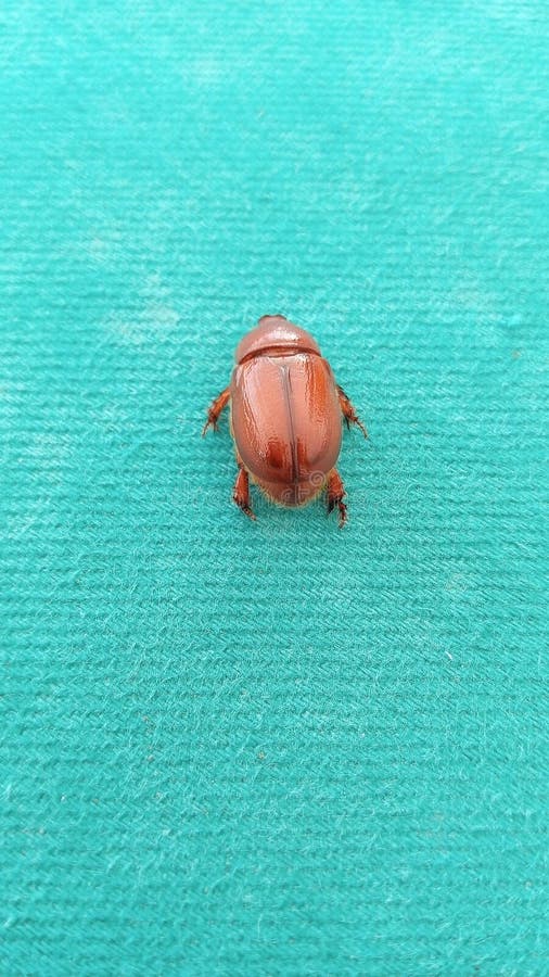 Maladera Castanea Stock Photos - Free & Royalty-Free Stock Photos from ...