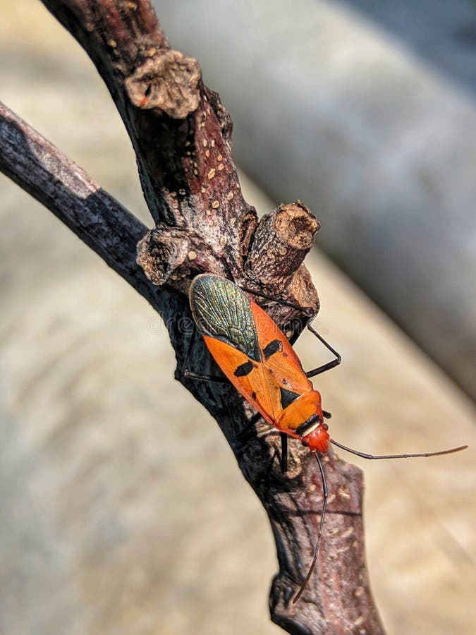 This Insect Called Red Cotton Bug Stock Photo - Image of animal, wood ...