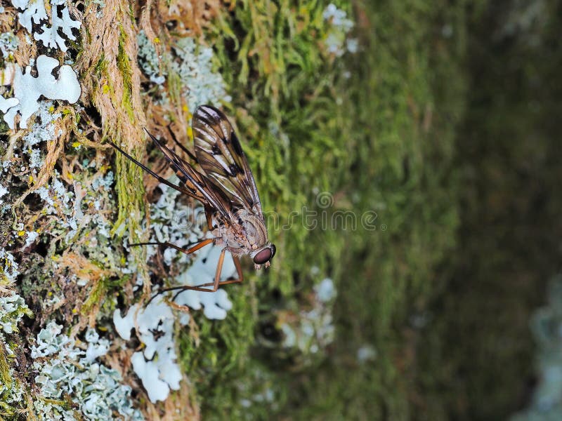 Insect camouflage stock photo. Image of camouflage, biology - 97291736