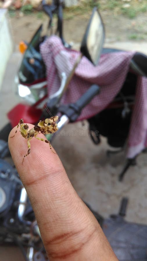 Insect stock photo. Image of insect, phone, mobile, captured - 105625024