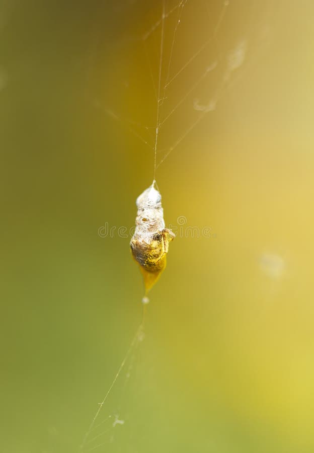 Insect Captured by a Spider Web Stock Photo - Image of middle, small ...